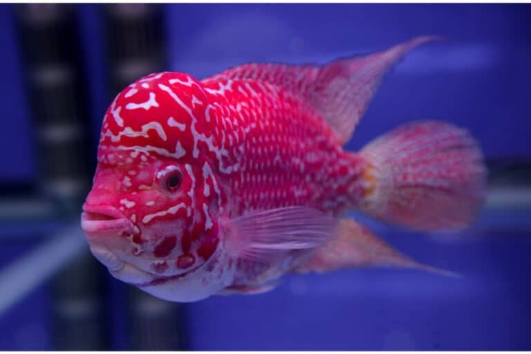 15 Popular Fish With Big Lips