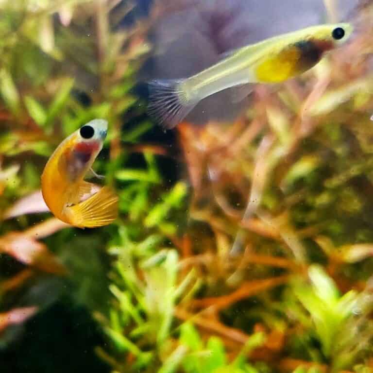 40+ Types of Guppies: Different Colors, Tails Variants