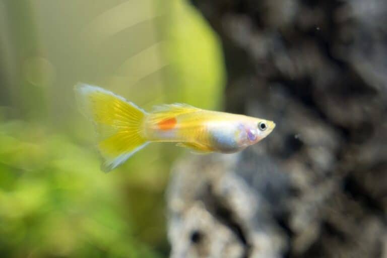 40+ Types of Guppies: Different Colors, Tails Variants