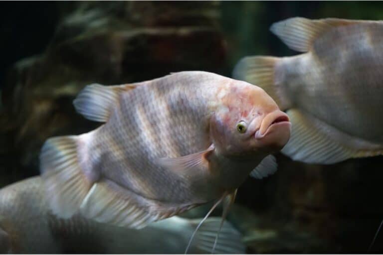 15 Popular Fish With Big Lips