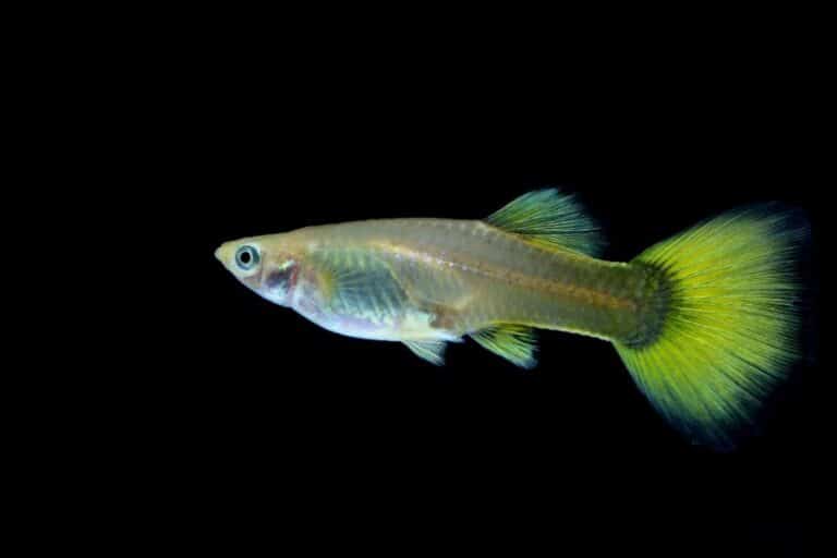 40+ Types of Guppies: Different Colors, Tails Variants