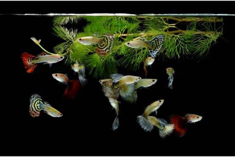 40+ Types of Guppies: Different Colors, Tails Variants