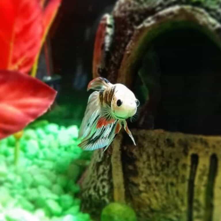 14 Betta Fish Diseases: Symptoms & Treatment - The Aquarium Life