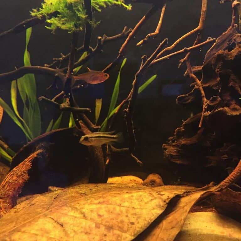 Indian Almond Leaves: Benefits & How to Use