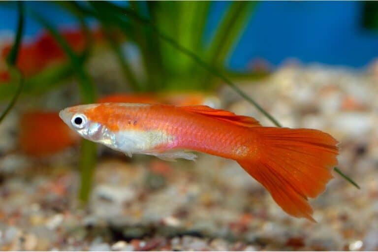 40+ Types of Guppies: Different Colors, Tails Variants
