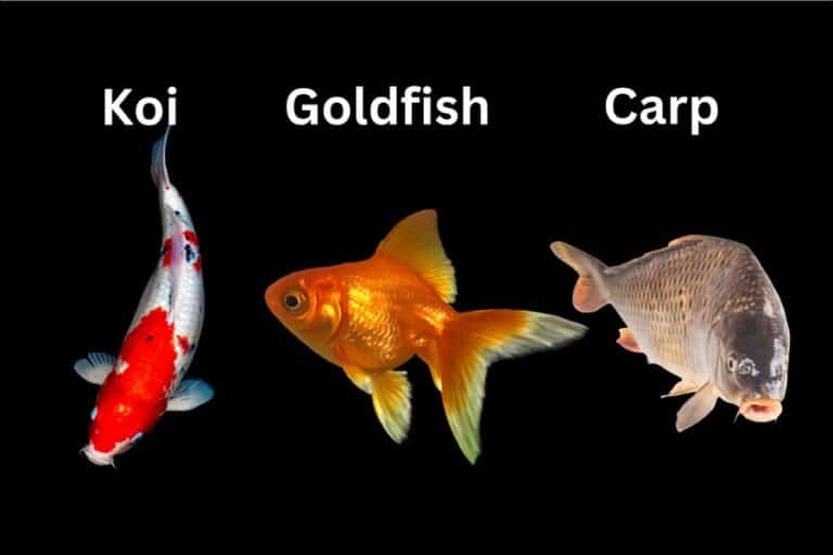 Goldfish vs. Koi vs. Carp: How Are They Different?