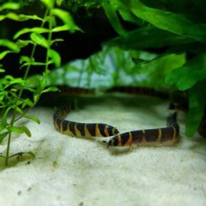Kuhli Loach: Size, Tank Mates, Diet & More
