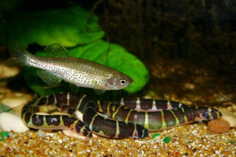 Kuhli Loach: Size, Tank Mates, Diet & More