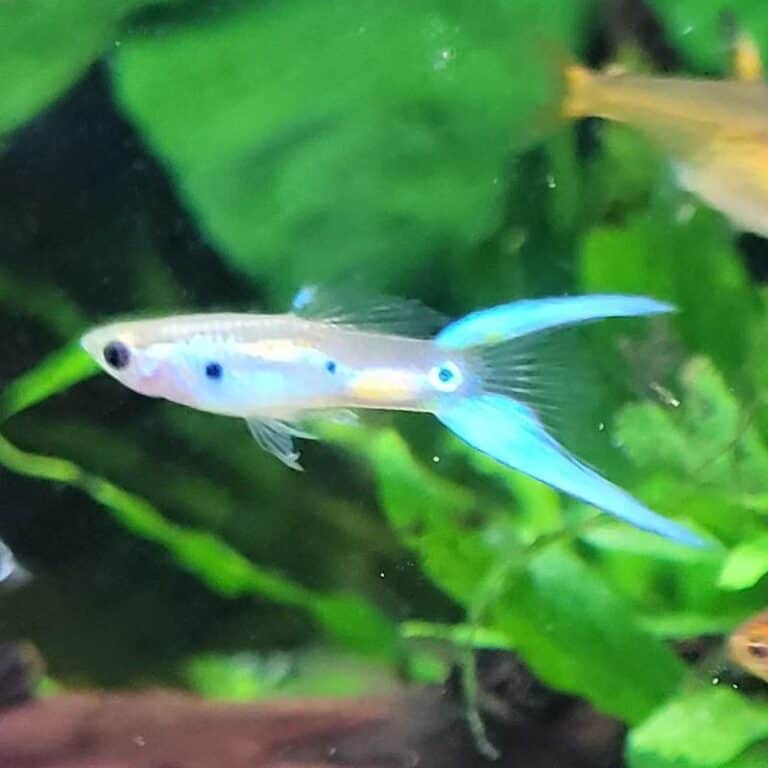 40+ Types of Guppies: Different Colors, Tails Variants