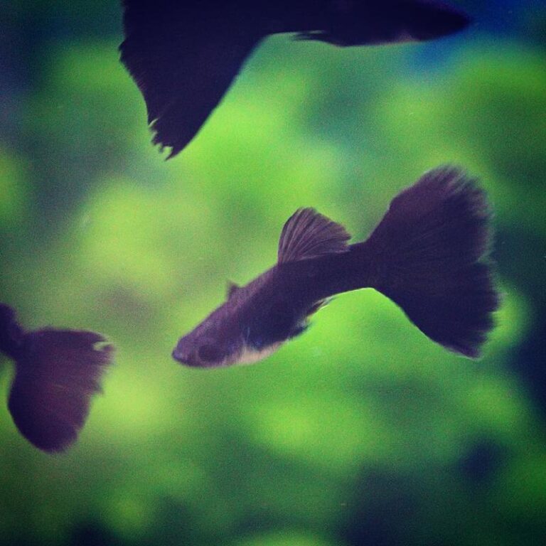 40+ Types of Guppies: Different Colors, Tails Variants