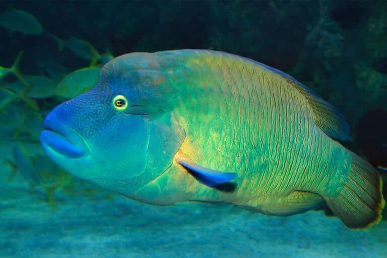 15 Popular Fish With Big Lips