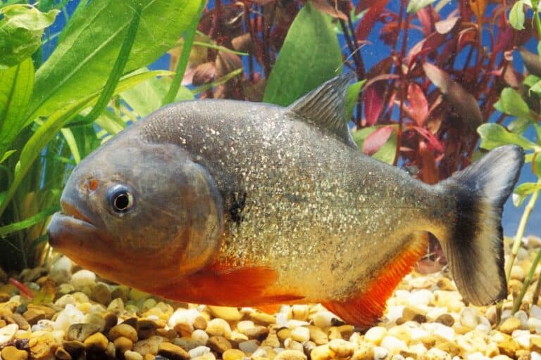 15 Popular Fish With Big Lips