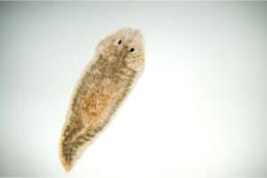 Planaria Worms in Aquarium: How to Kill Them