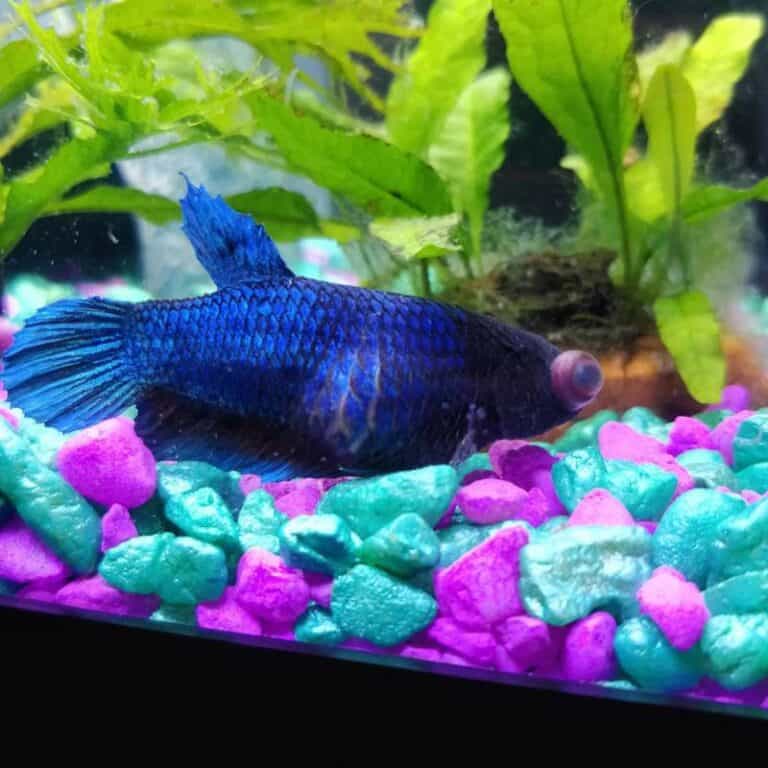 14 Betta Fish Diseases: Symptoms & Treatment - The Aquarium Life
