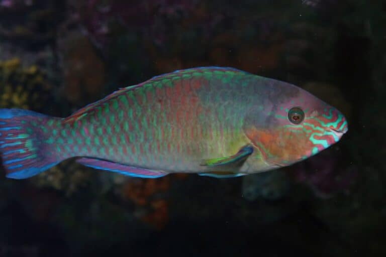 Top 15 Saltwater Algae Eaters: Fish, Snail, Shrimp & Urchin