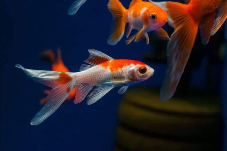 Comet Goldfish: Care, Size, Lifespan, Tankmates
