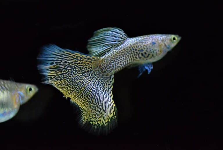 40+ Types of Guppies: Different Colors, Tails Variants