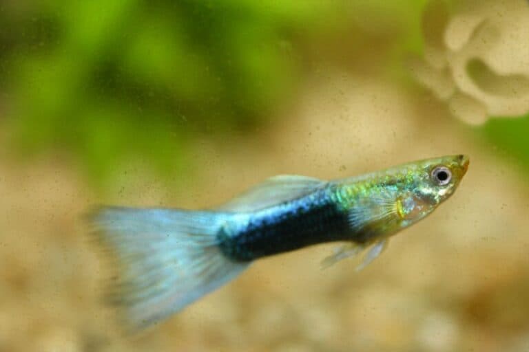 40+ Types of Guppies: Different Colors, Tails Variants