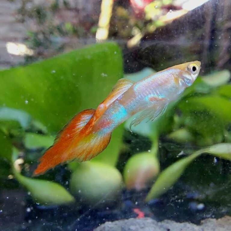 40+ Types of Guppies: Different Colors, Tails Variants