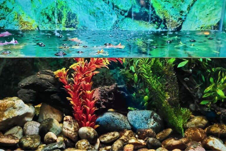 4 Best Substrates For Betta Fish