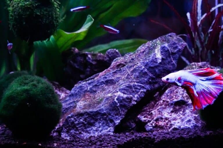 4 Best Substrates For Betta Fish