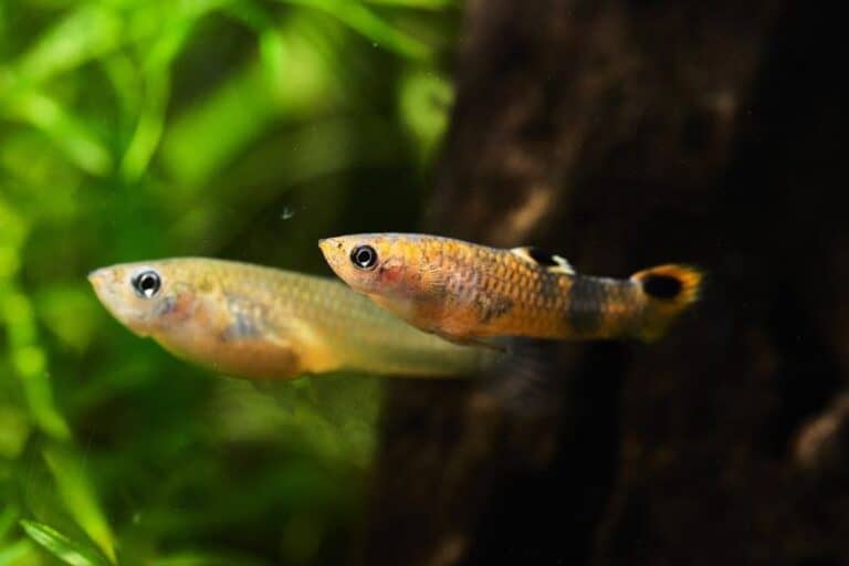 40+ Types of Guppies: Different Colors, Tails Variants