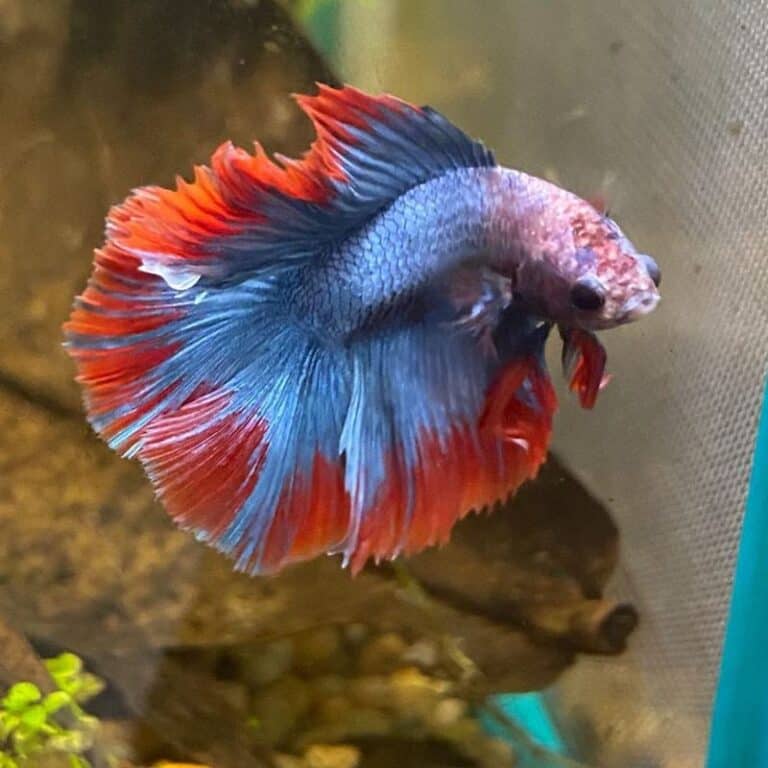 14 Betta Fish Diseases: Symptoms & Treatment - The Aquarium Life