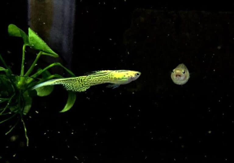 40+ Types of Guppies: Different Colors, Tails Variants