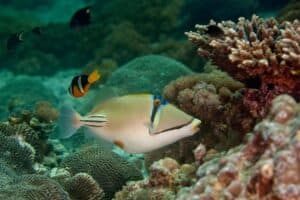 15 Popular Fish With Big Lips