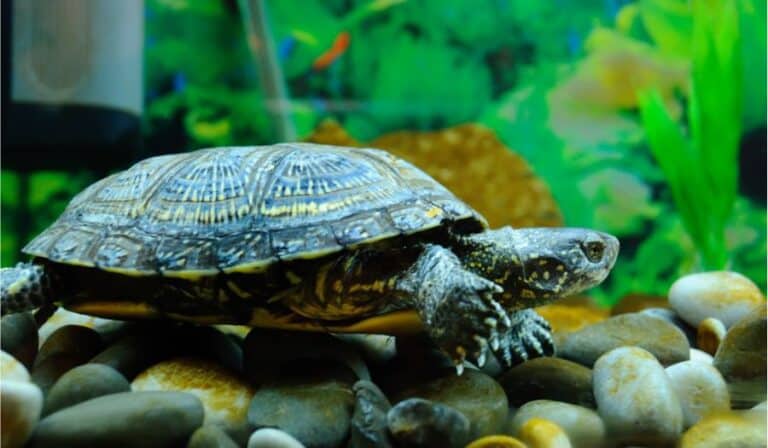 10 Ways To Tell If A Turtle Is Dead Or Hibernating - The Aquarium Life