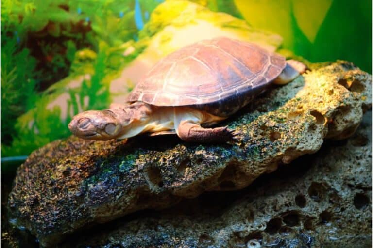 10 Ways To Tell If A Turtle Is Dead Or Hibernating - The Aquarium Life