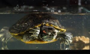10 Ways To Tell If A Turtle Is Dead Or Hibernating - The Aquarium Life