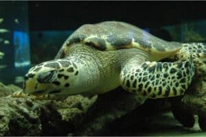 10 Ways To Tell If A Turtle Is Dead Or Hibernating - The Aquarium Life