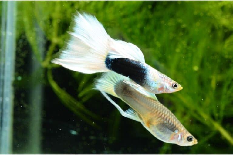 40+ Types of Guppies: Different Colors, Tails Variants