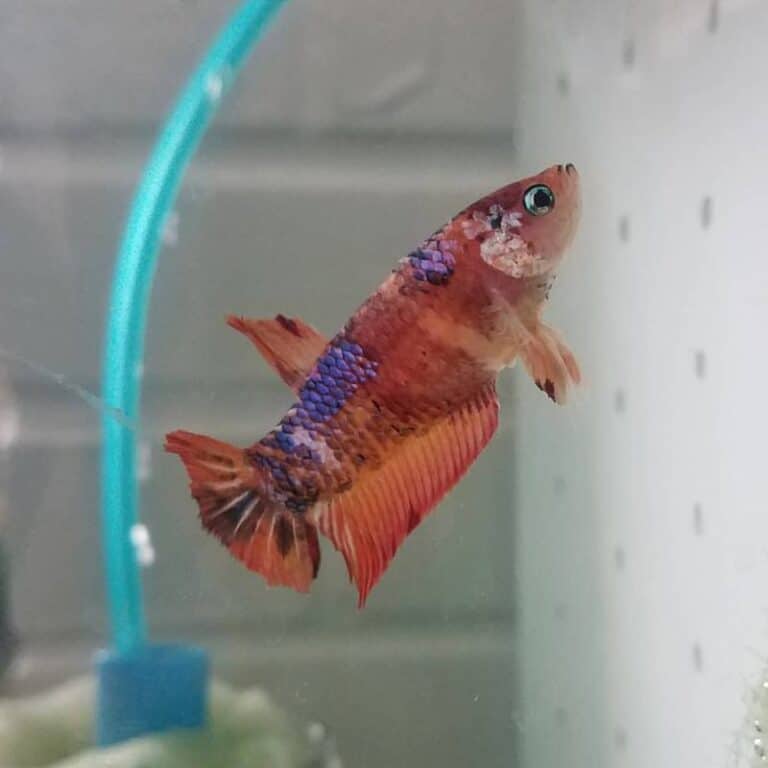 14 Betta Fish Diseases: Symptoms & Treatment - The Aquarium Life
