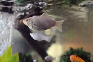 Comet Goldfish: Care, Size, Lifespan, Tankmates