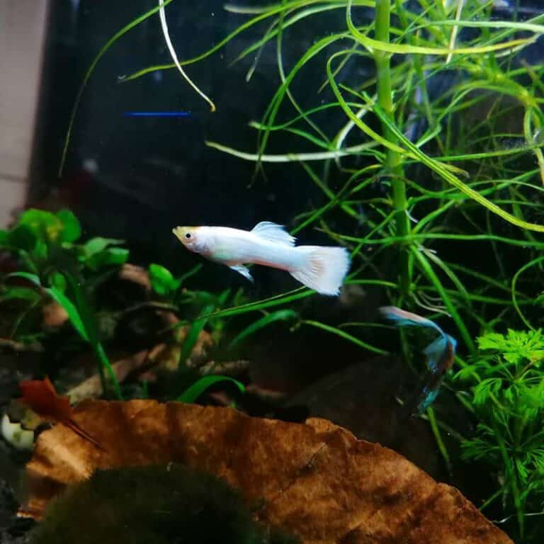 40+ Types of Guppies: Different Colors, Tails Variants