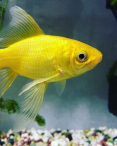 Comet Goldfish: Care, Size, Lifespan, Tankmates