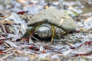10 Ways To Tell If A Turtle Is Dead Or Hibernating - The Aquarium Life