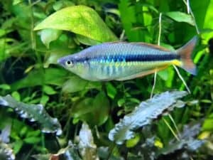 16 Colorful Types of RainbowFish