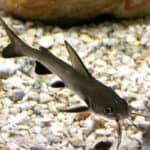 Columbian Shark: A Silvertip Shark-Looking Catfish