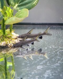 Columbian Shark: A Silvertip Shark-Looking Catfish