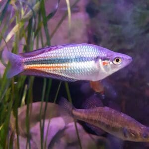 16 Colorful Types of RainbowFish