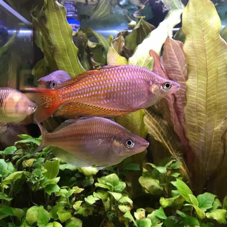16 Colorful Types of RainbowFish