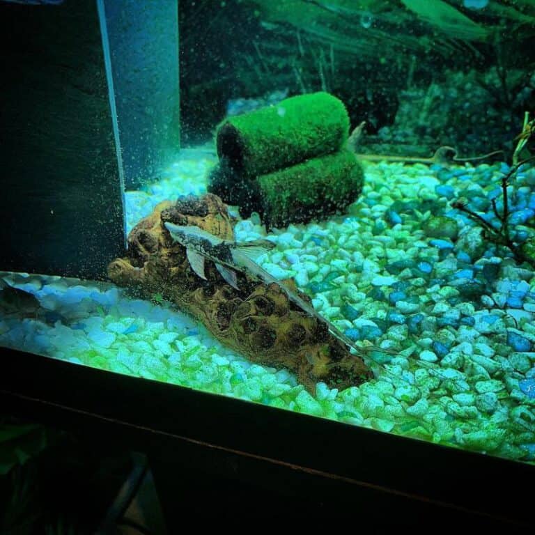 Why Is My Fish Tank Cloudy? 5 Reasons & Solutions