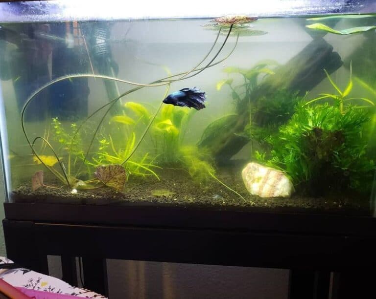 Why Is My Fish Tank Cloudy? 5 Reasons & Solutions