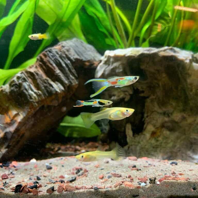 Endler's Livebearers: Types, Size, & Care