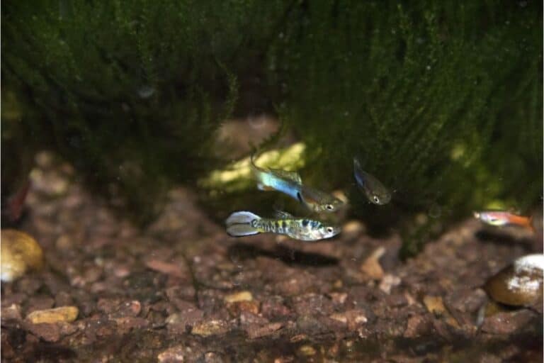 Endler's Livebearers: Types, Size, & Care