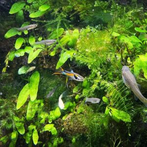 Endler's Livebearers: Types, Size, & Care