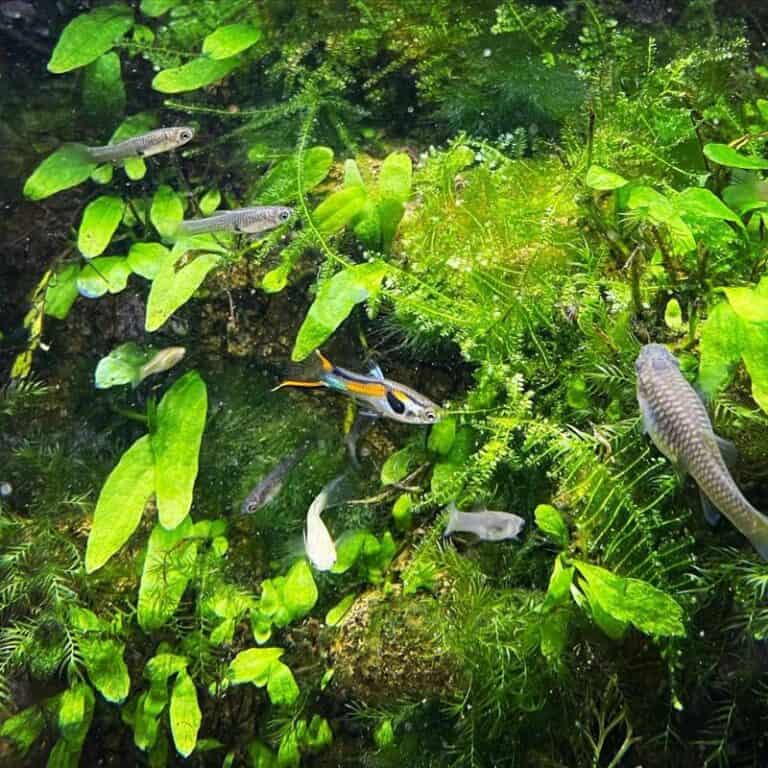 Endler's Livebearers: Types, Size, & Care